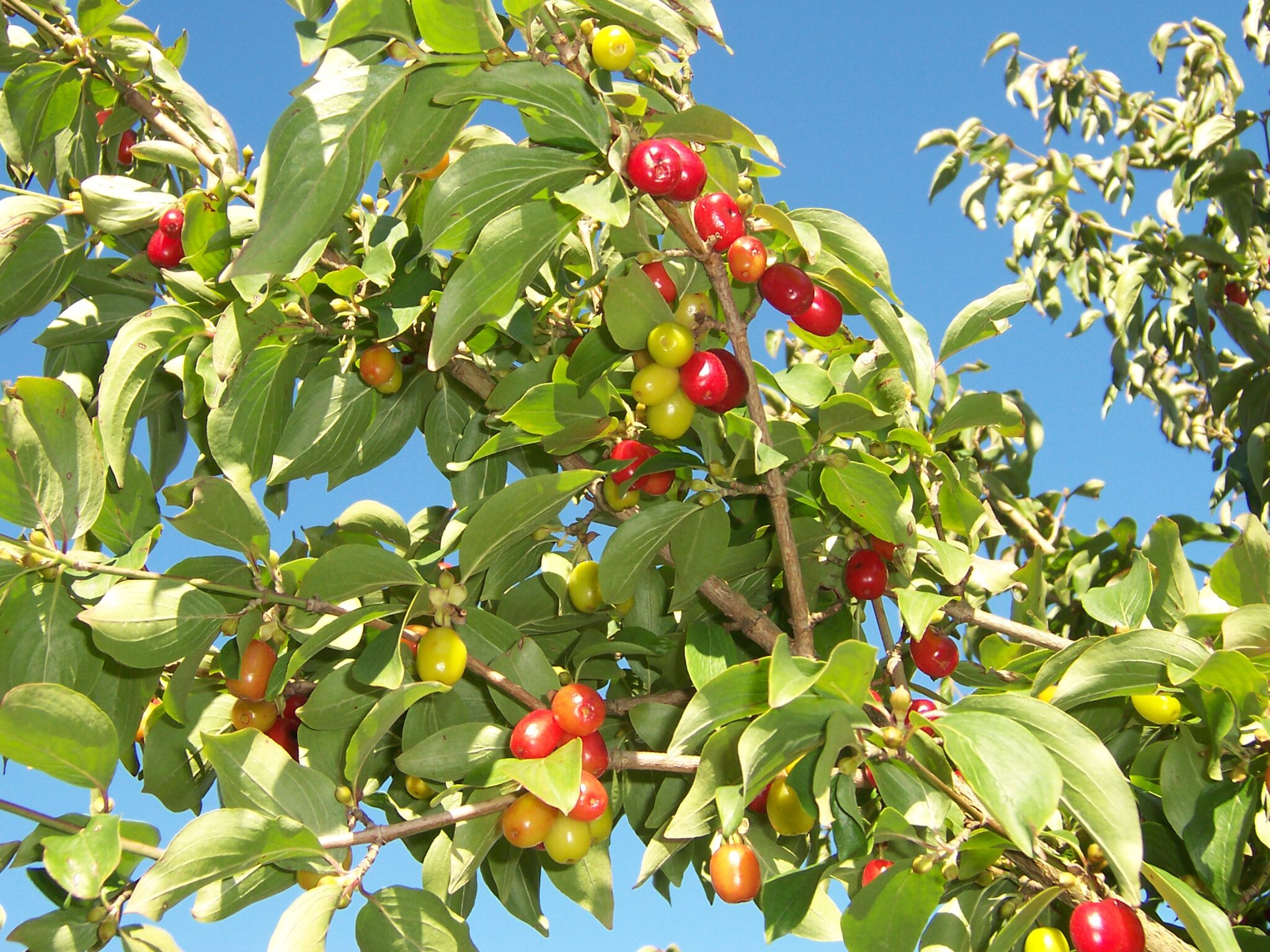 Cornul (Cornus mas) - Lumea plantelor
