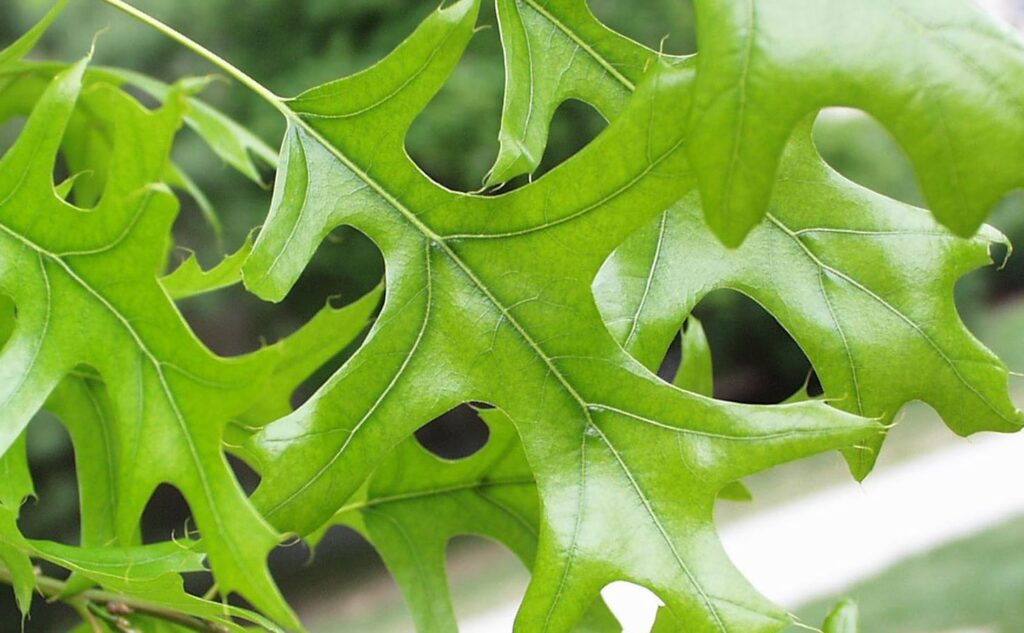 Stejar de balta (Quercus palustris) - Lumea plantelor