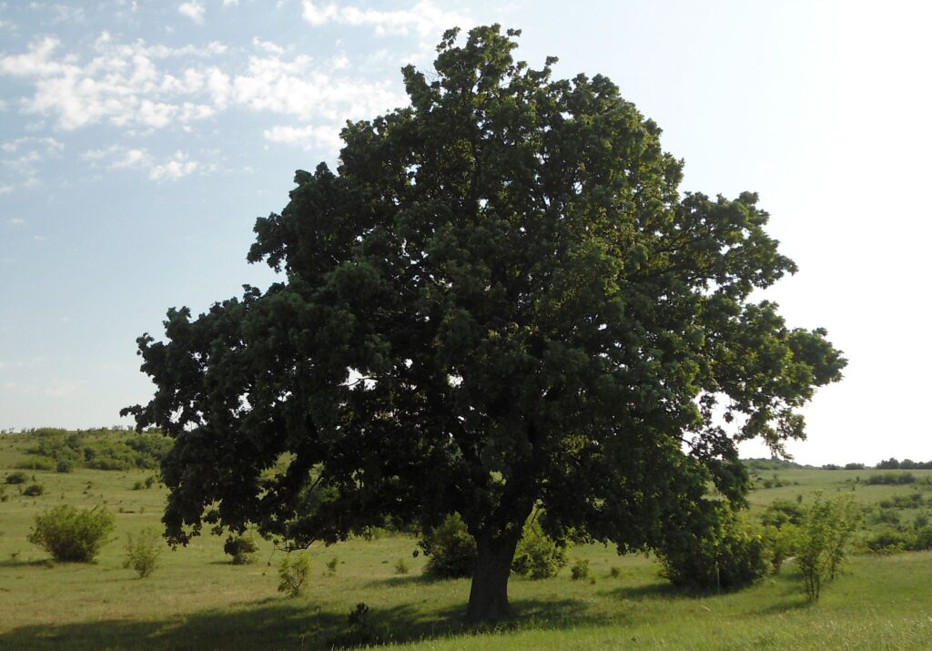 Stejar brumariu (Quercus Pedunculiflor) - Lumea plantelor